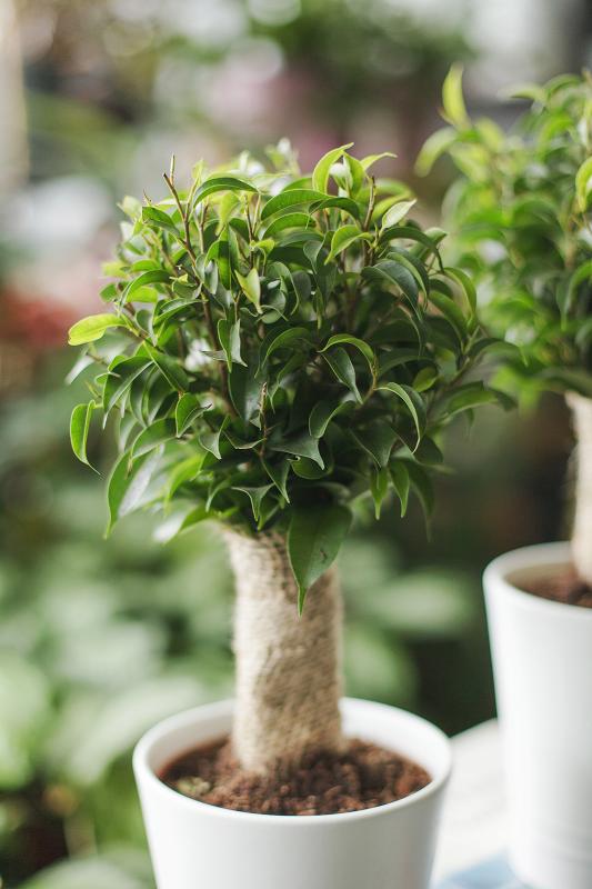 ficus hessian